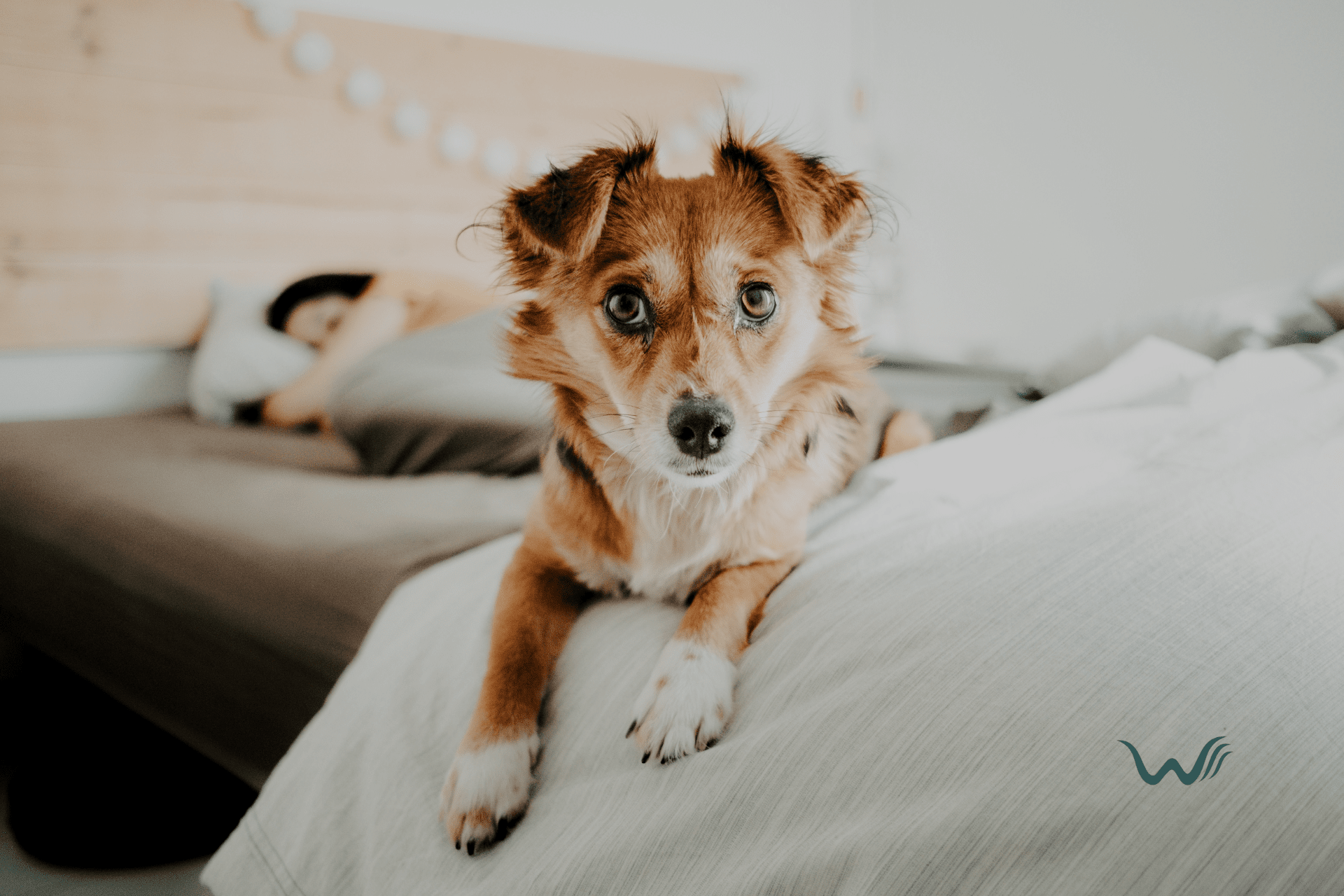 Best Emotional Support Dog Breeds for Anxiety and Depression