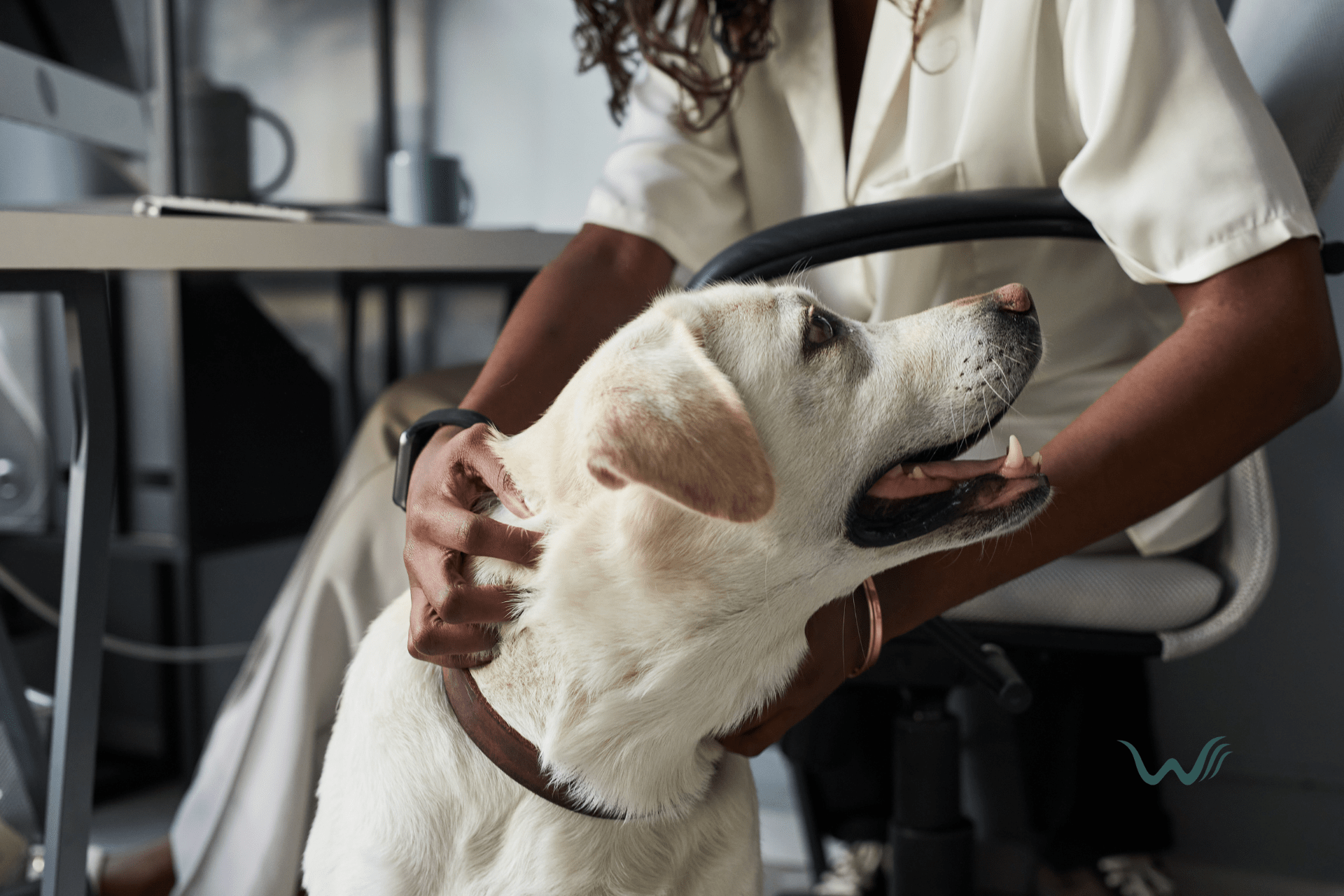 How to Qualify for an Emotional Support Animal