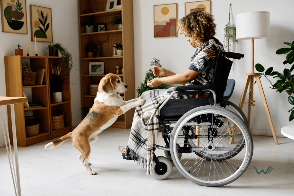 What Are Some Tasks PTSD Service Dogs Perform?