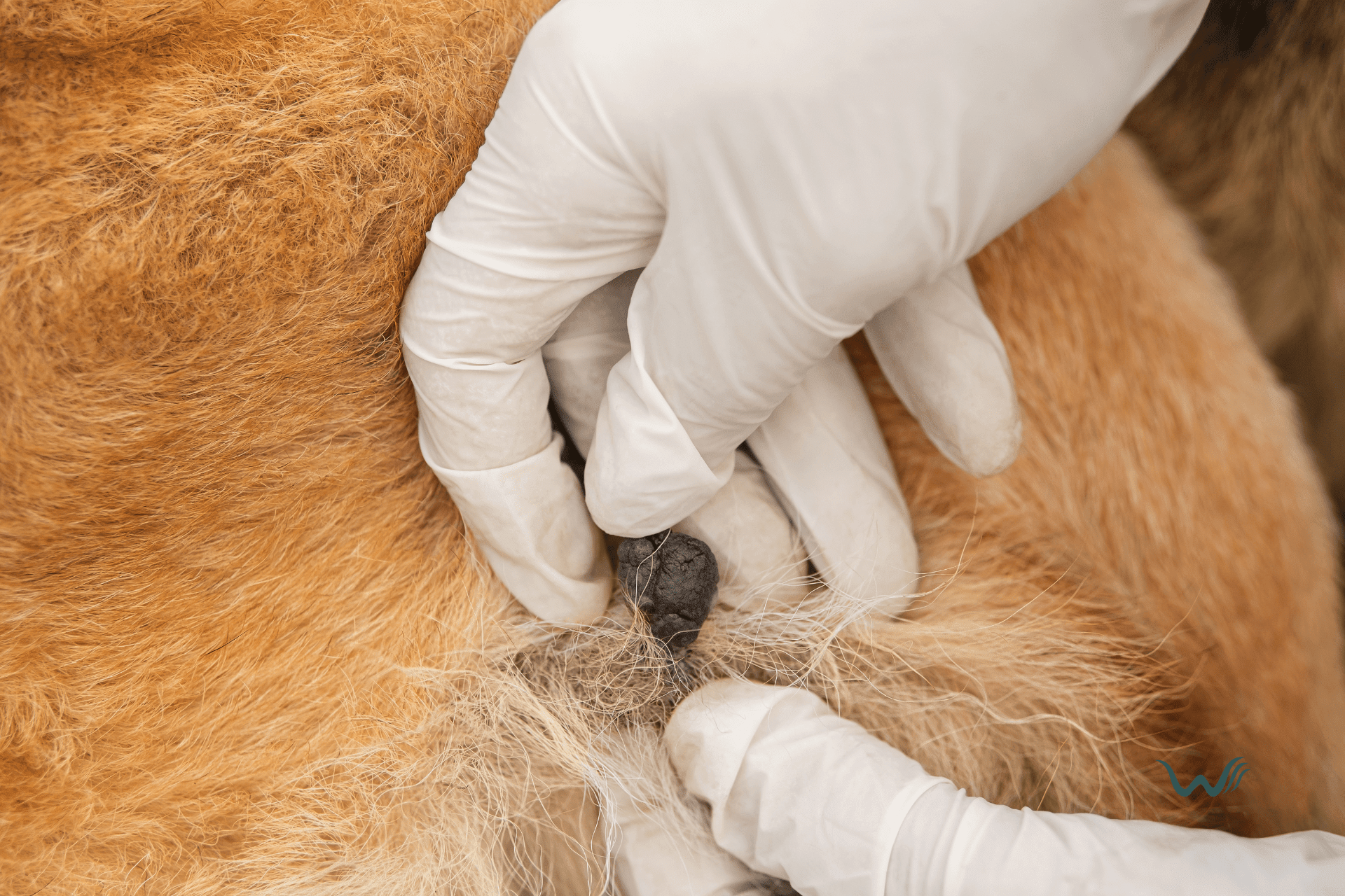 What Can Cause Warts On Dogs Wellness Wag What Can Cause Warts On Dogs Wellness Wag